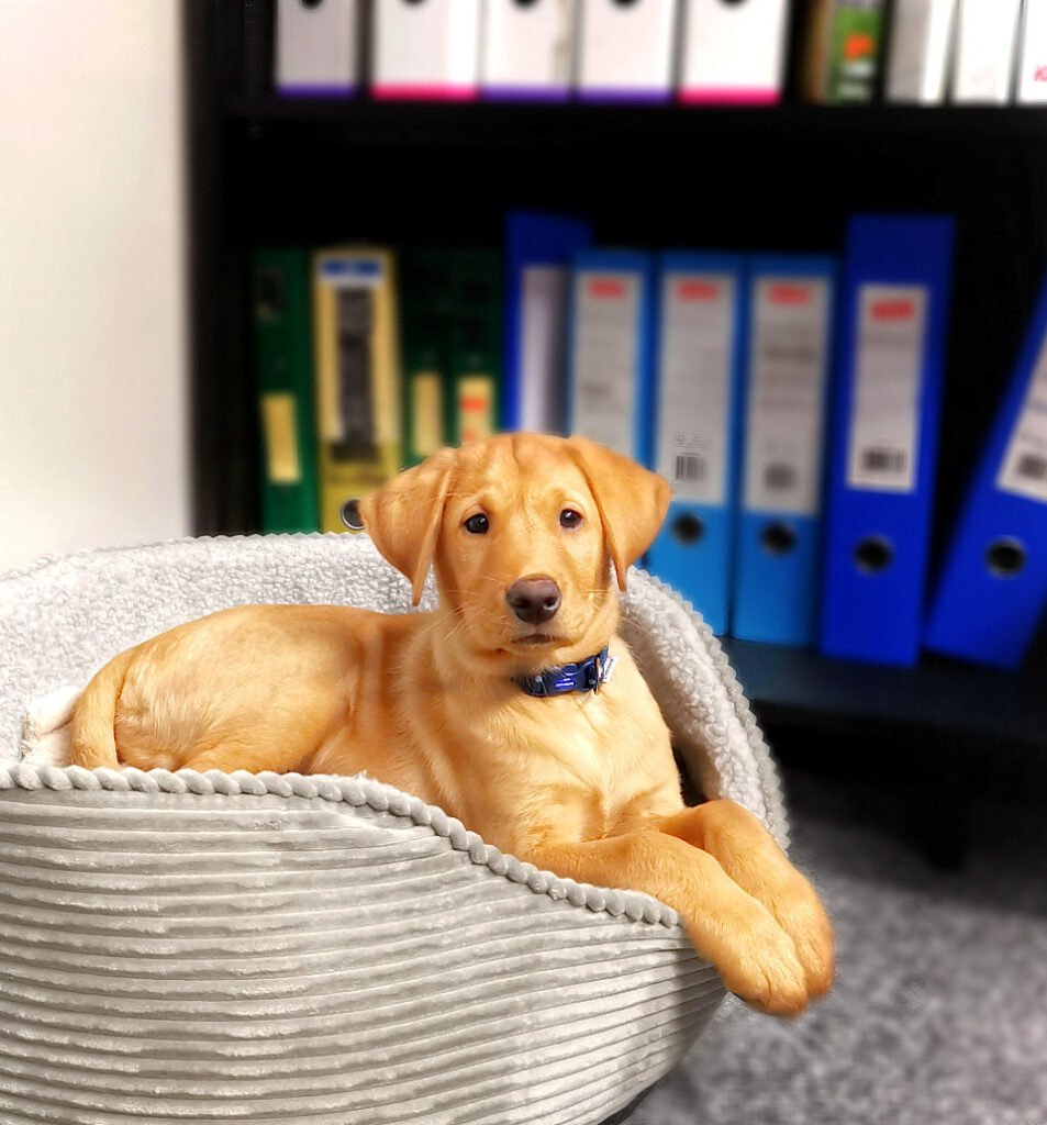 York Architects - Fining Associates